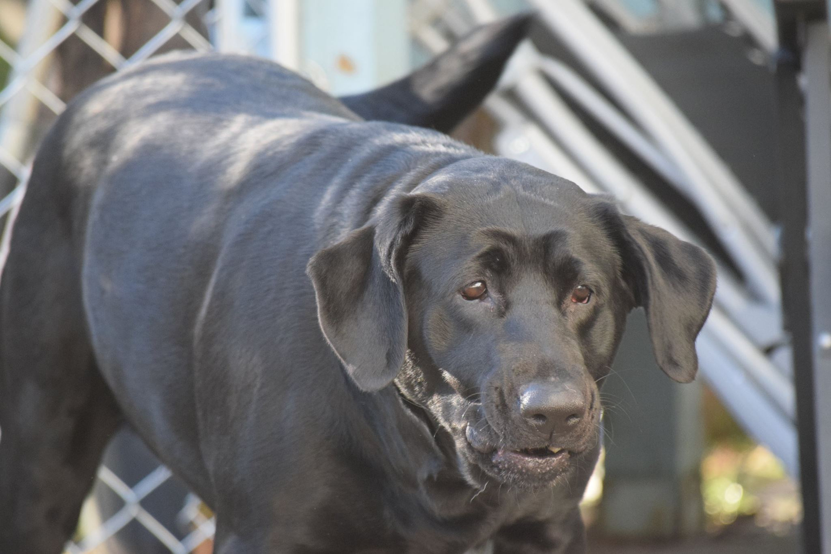 Black Labrador Champion Blood Line – RIVERFORKS LABRADOR RETRIEVERS