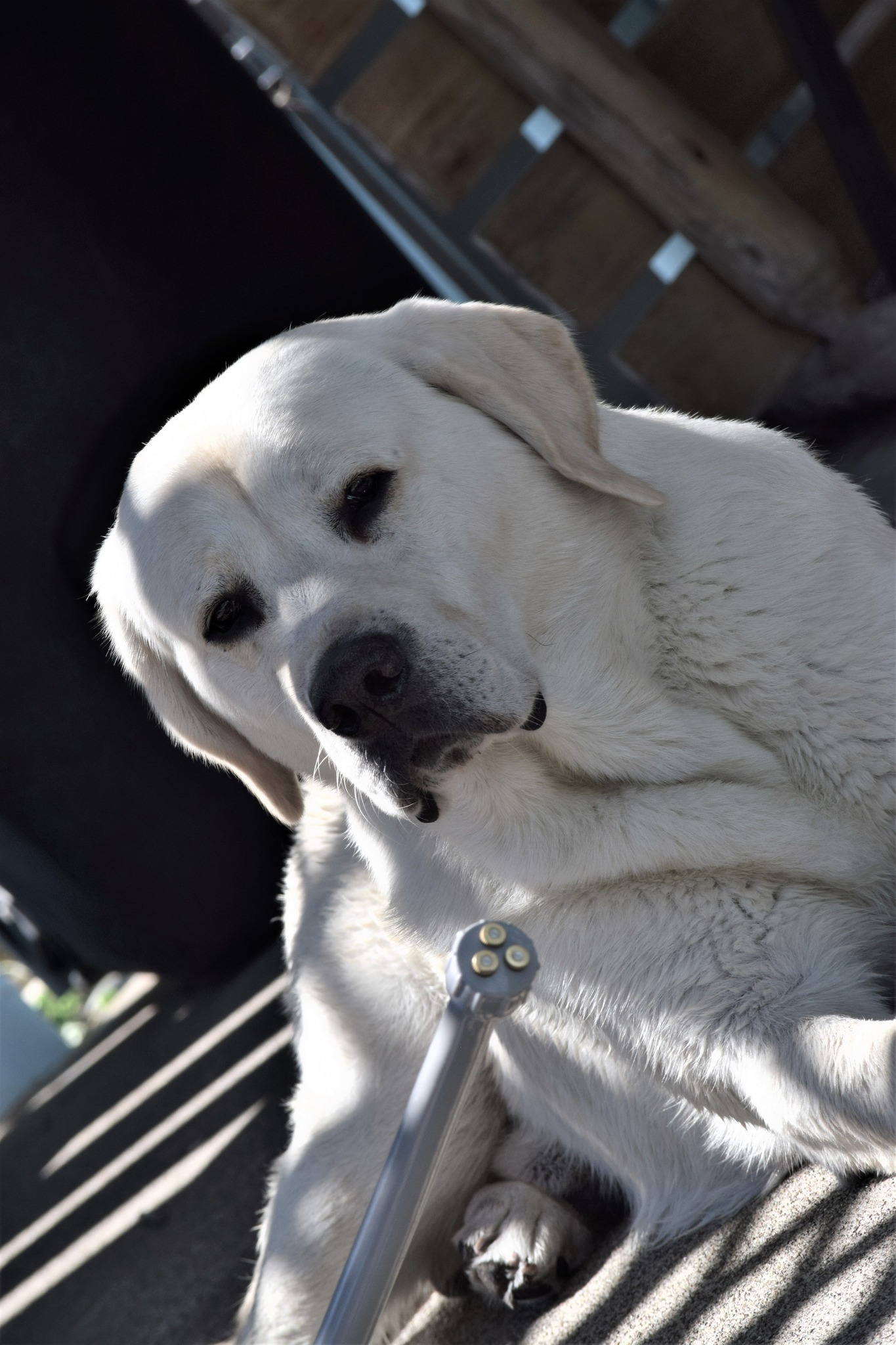 Dam’s & Sire’s – RIVERFORKS LABRADOR RETRIEVERS